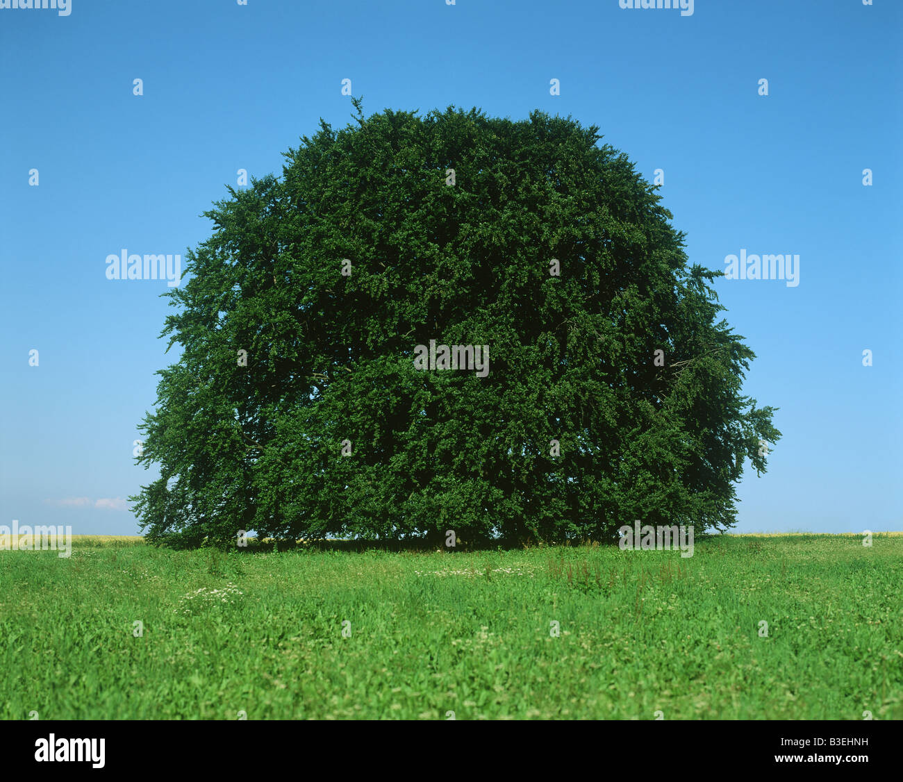 Tree in a field Stock Photo - Alamy