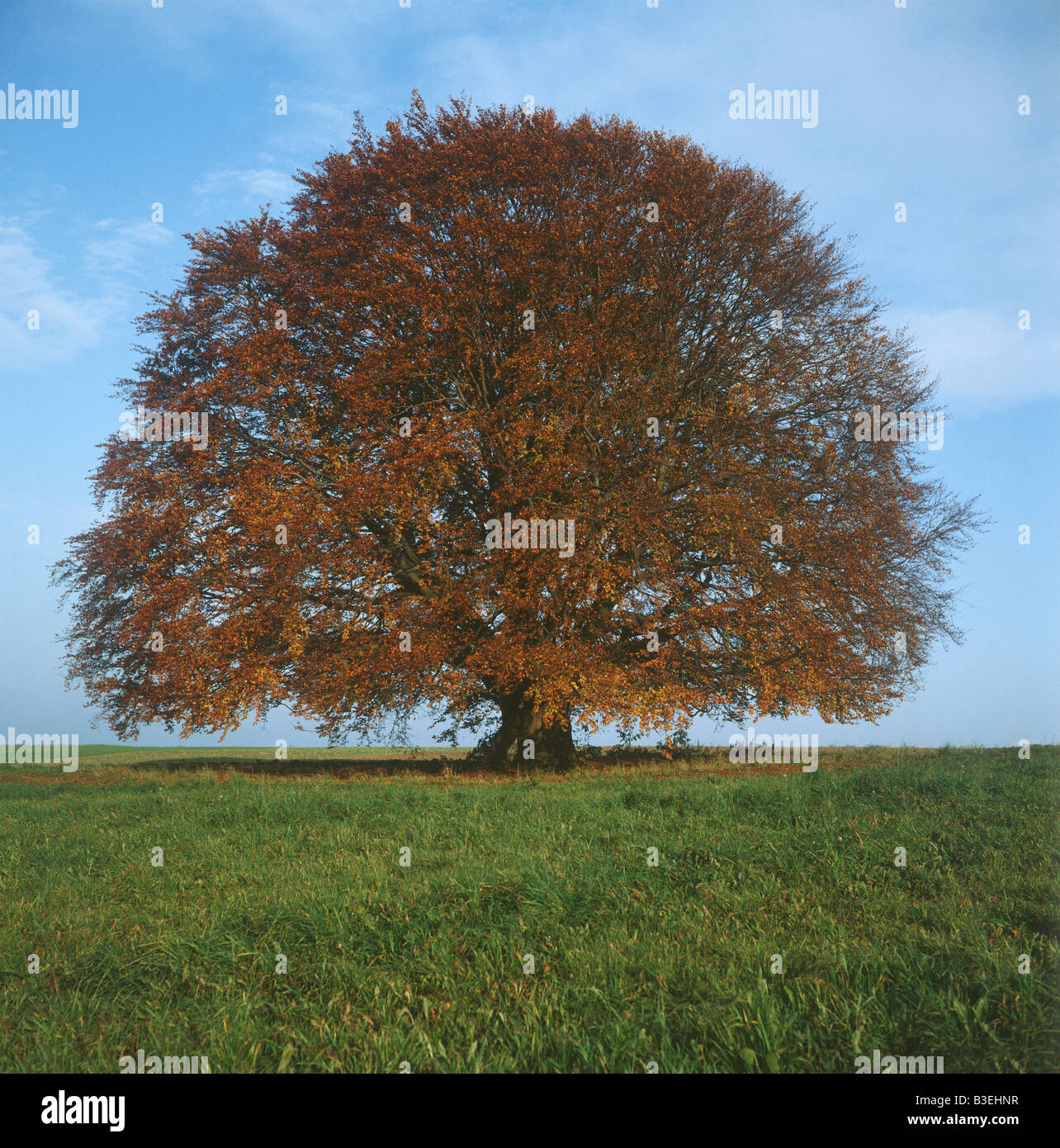 Tree in autumn Stock Photo - Alamy