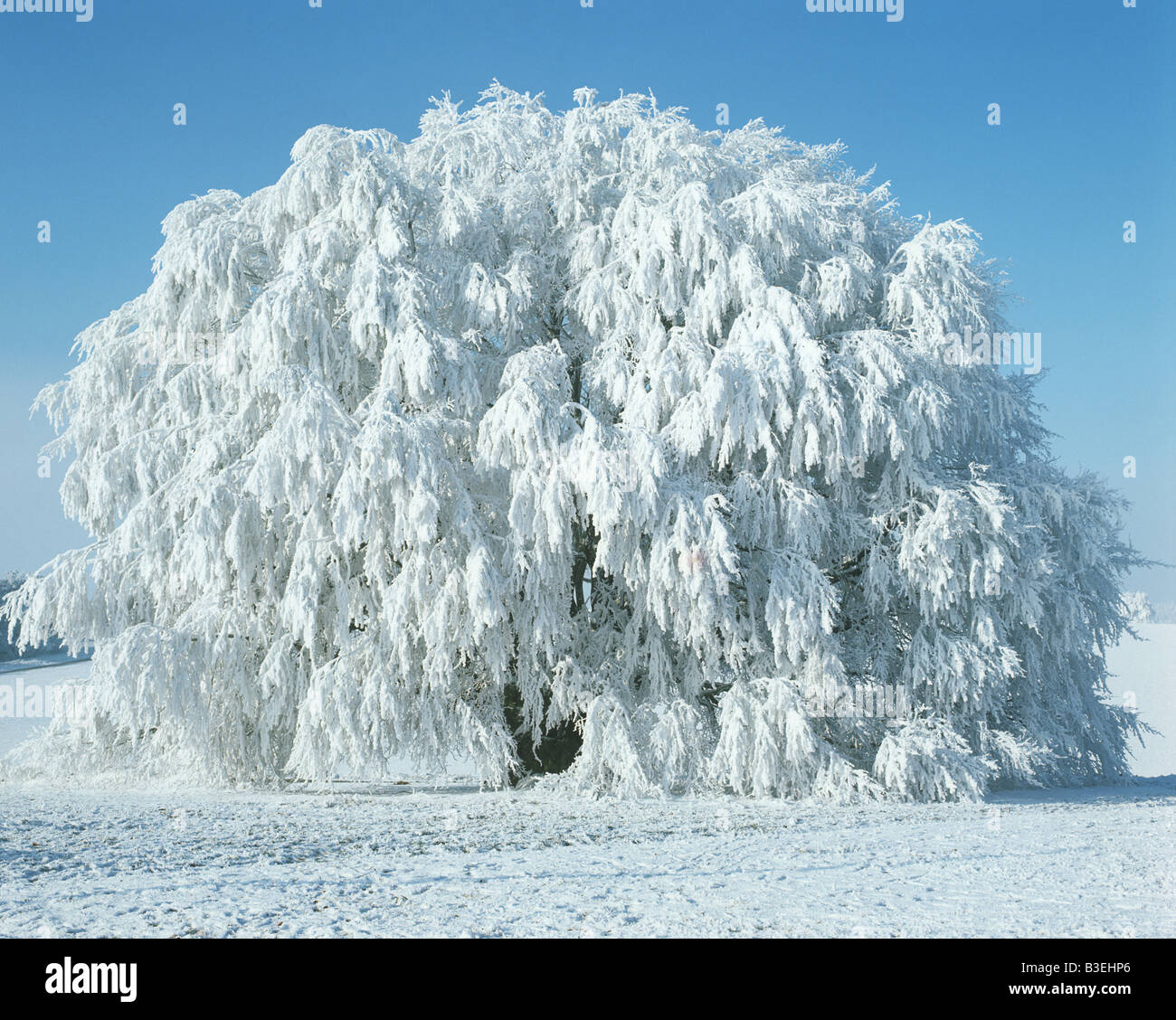 Snow covered tree Stock Photo - Alamy