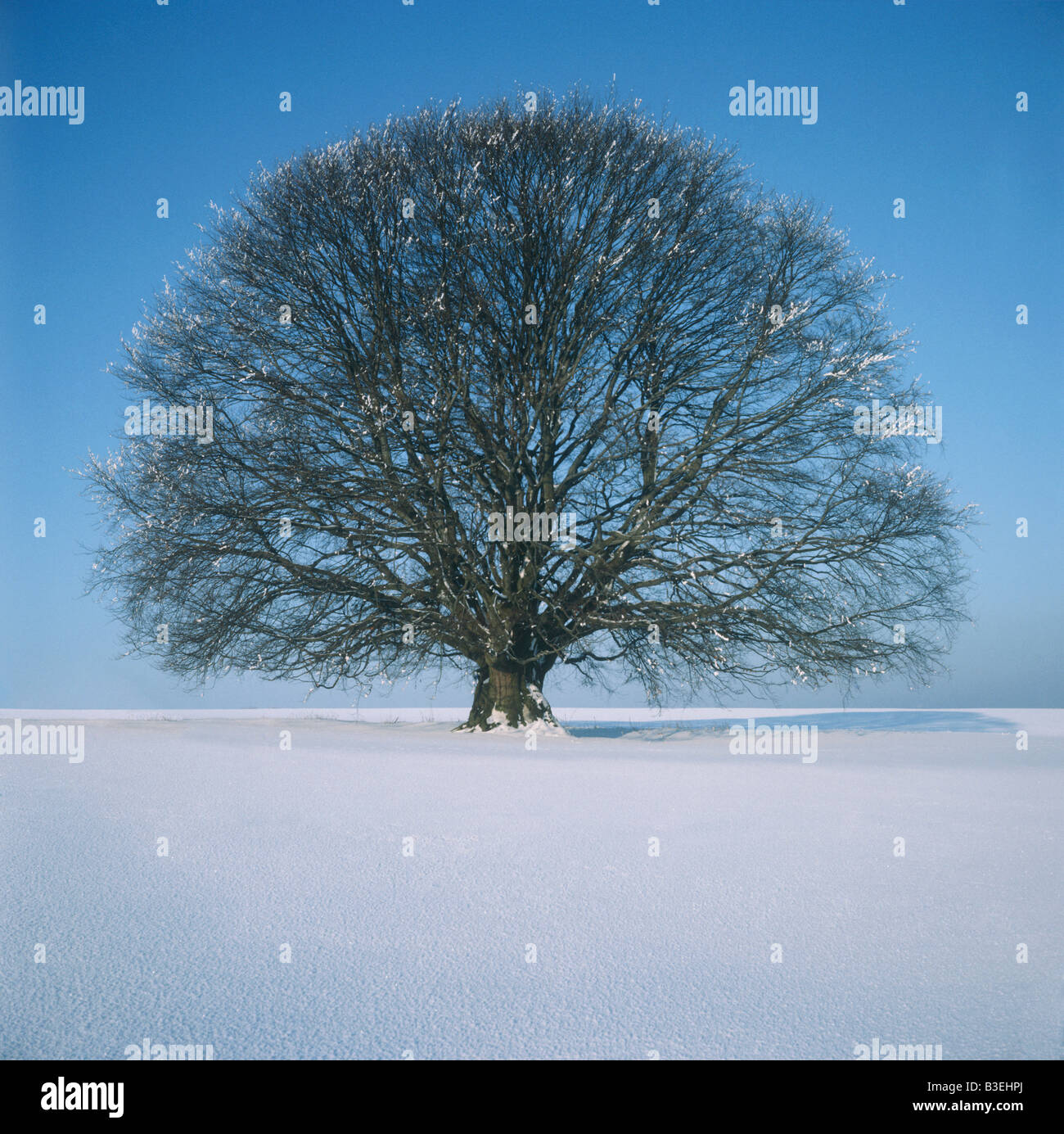 Tree and snow covered ground Stock Photo - Alamy