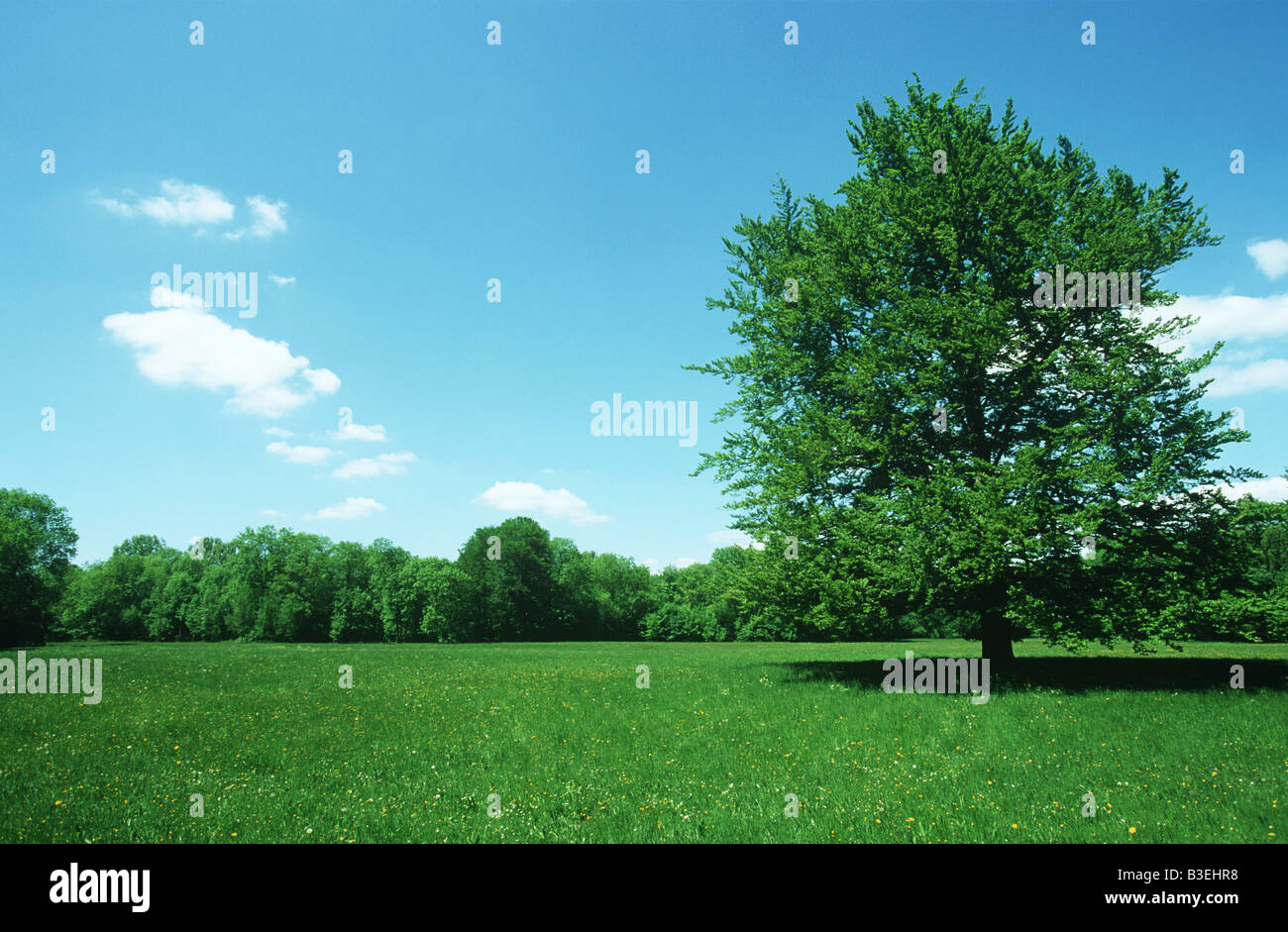 Tree in a field Stock Photo - Alamy