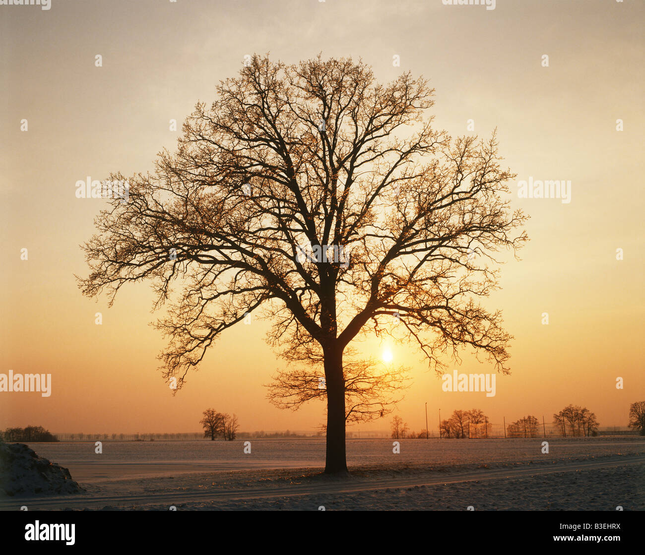 Tree at sunset Stock Photo - Alamy