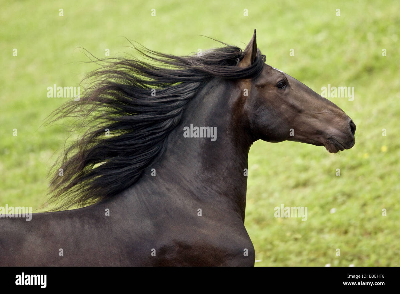 lusitano horse - portrait Stock Photo - Alamy