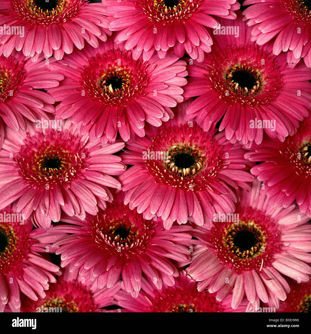 Gerbera hybride hi-res stock photography and images - Alamy