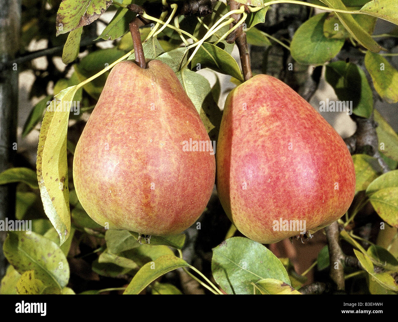 botany, European Pear, (Pyrus communis), "Gellerts Butterbirne", pears ...