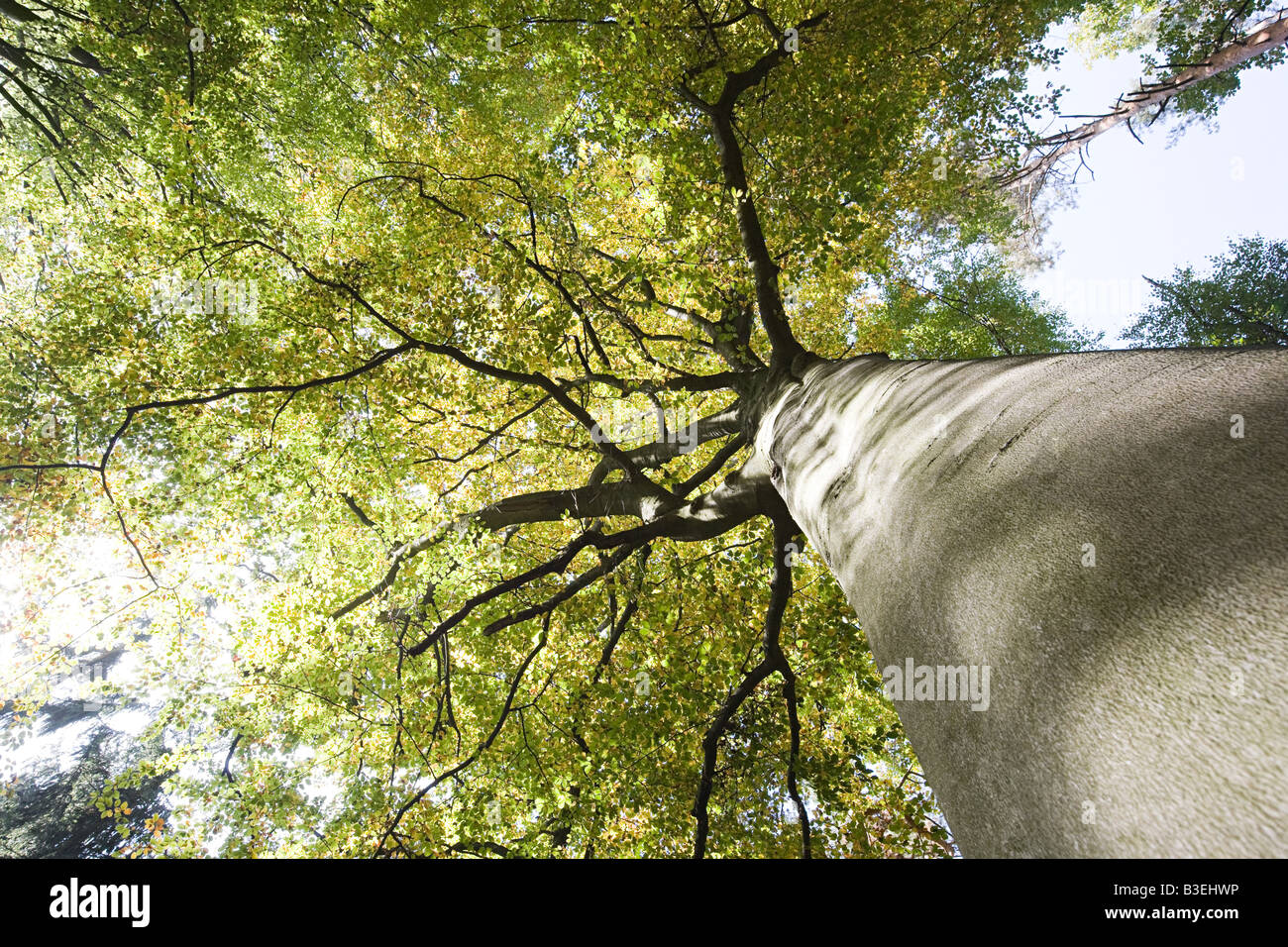 Low angle view of tree Stock Photo - Alamy