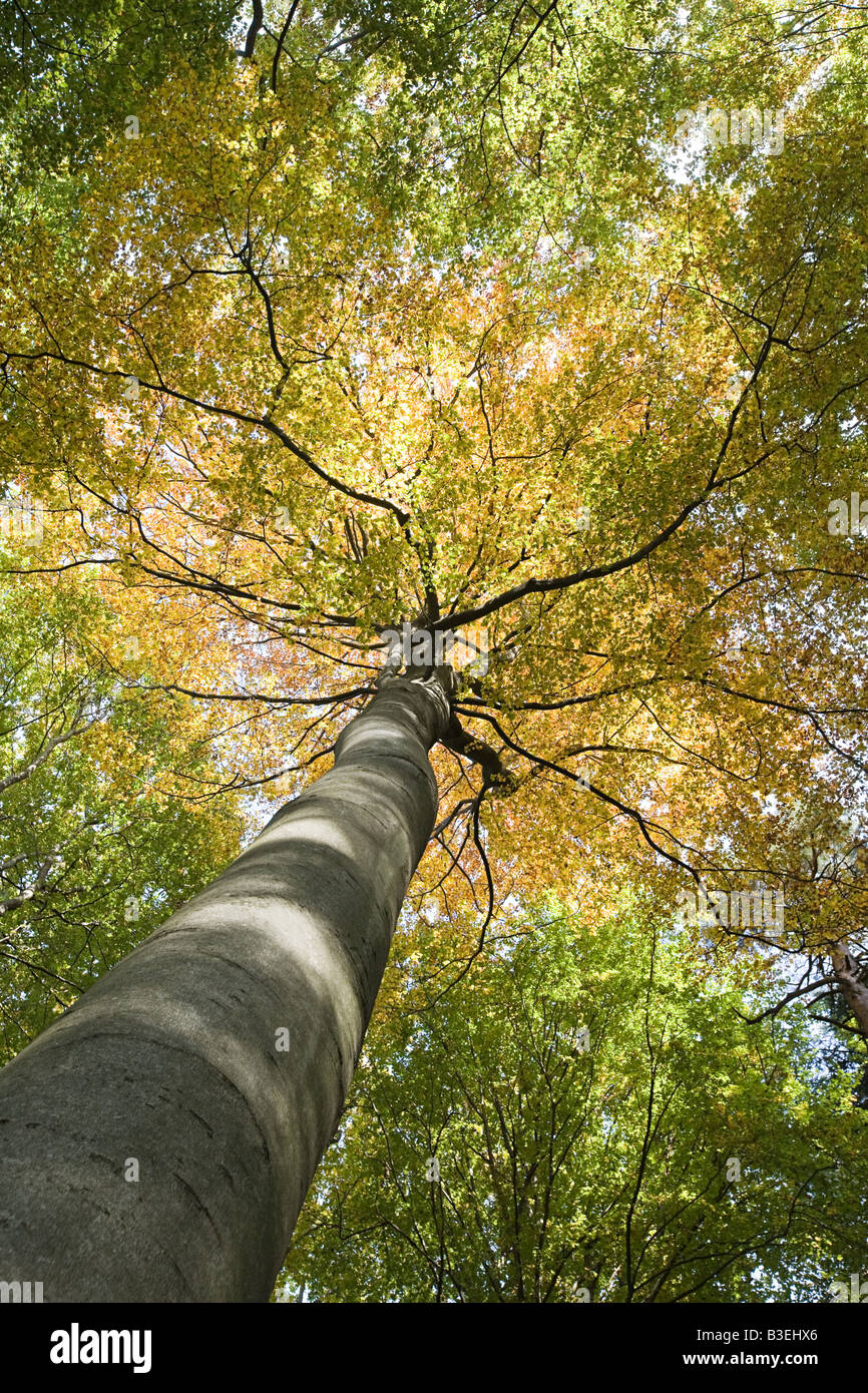 Low angle view of tree Stock Photo - Alamy