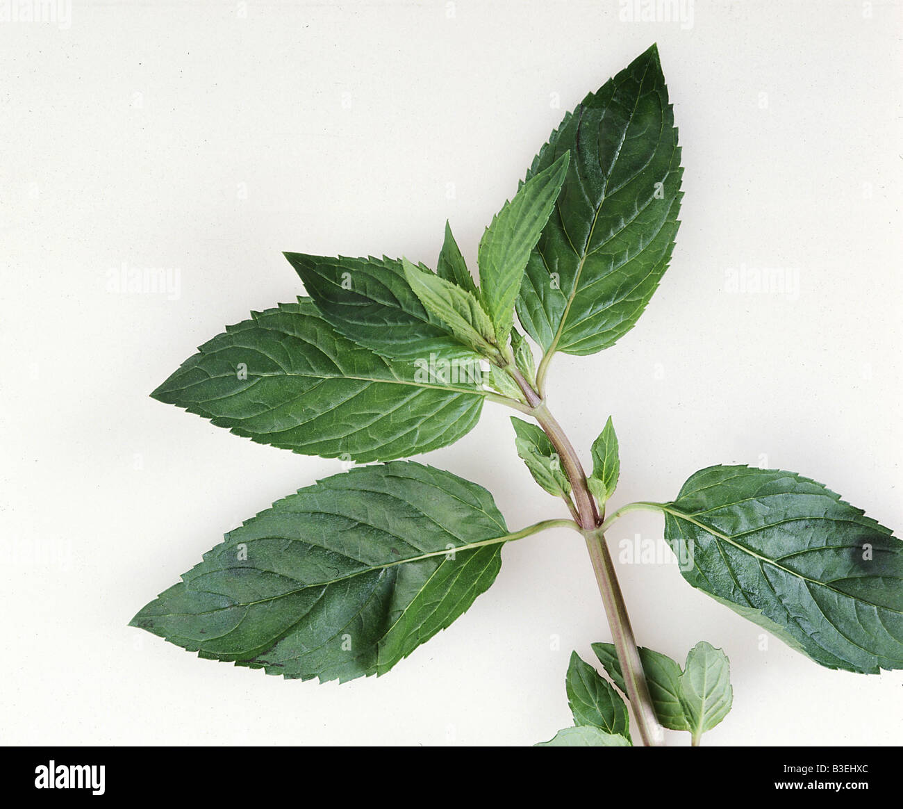 botany, menth, (Mentha), Peppermint, (Mentha piperita), leaves, at ...