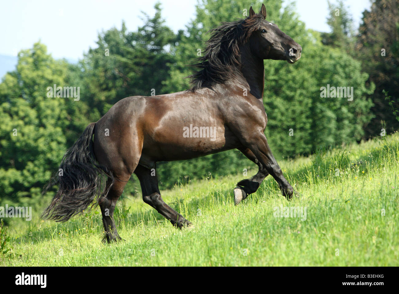 noriker - trotting on meadow Stock Photo - Alamy