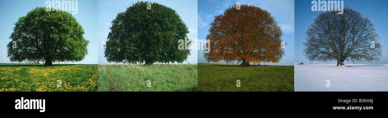 Tree in four seasons Stock Photo - Alamy