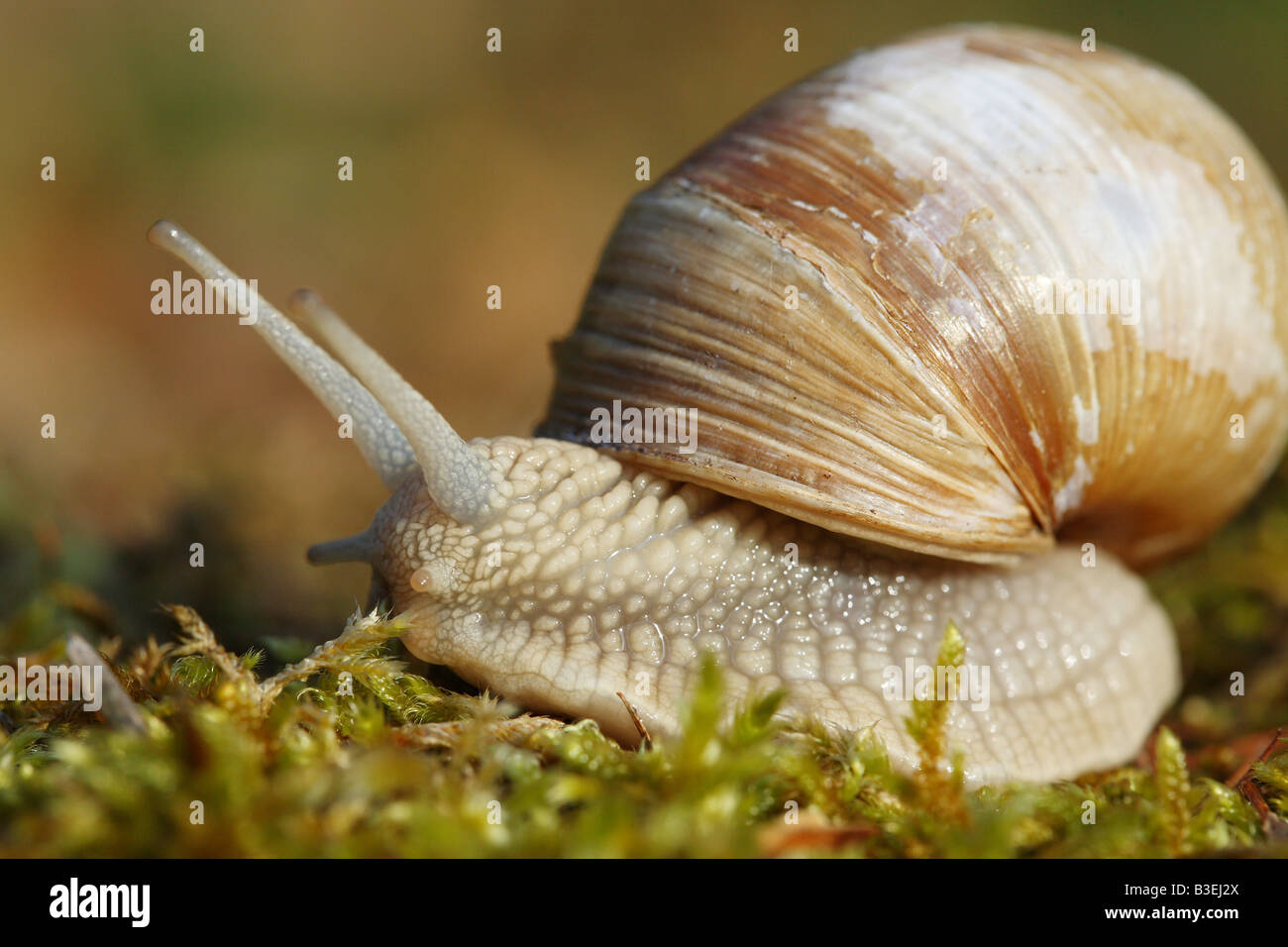 roman snail - on moss / Helix pomatia Stock Photo - Alamy