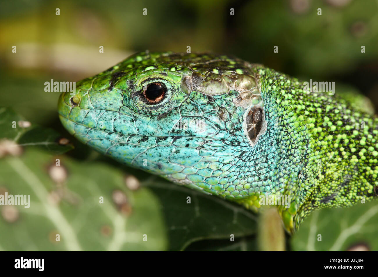 Green Lizard - portrait Stock Photo - Alamy