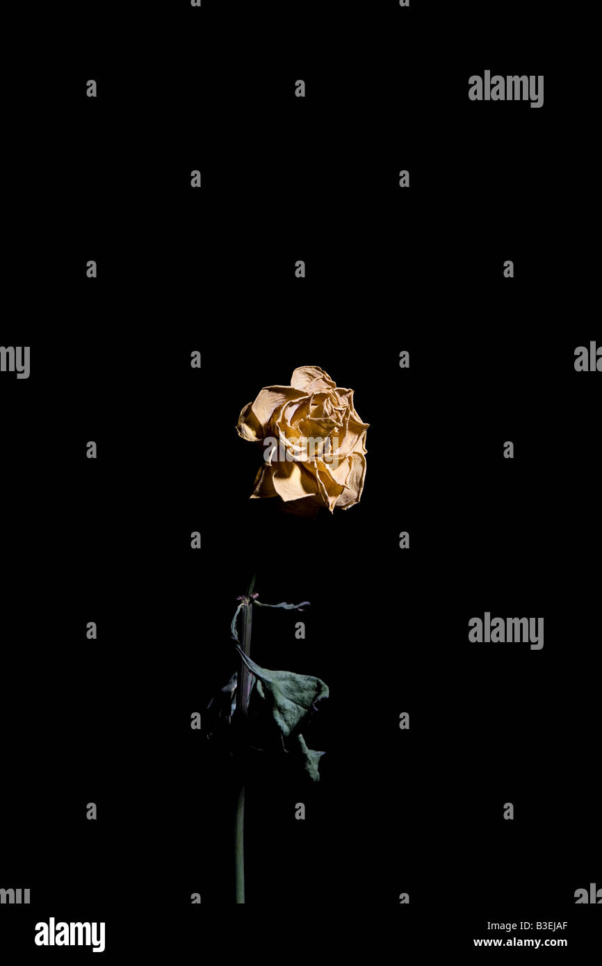 Dead Rose High Resolution Stock Photography and Images - Alamy