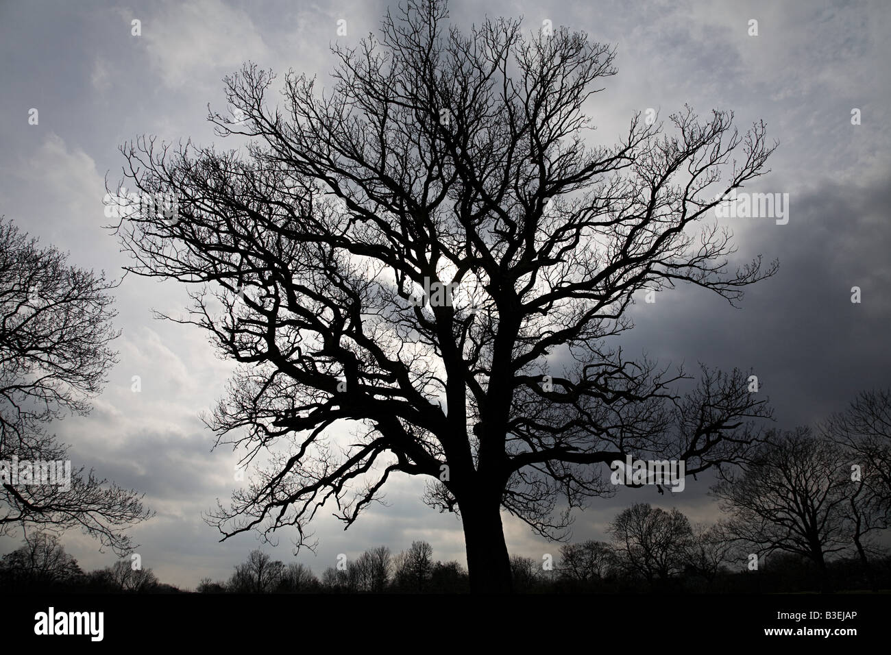 Tree and stormy sky Stock Photo - Alamy