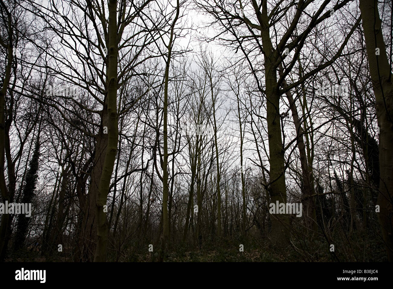 Forest of bare trees Stock Photo - Alamy