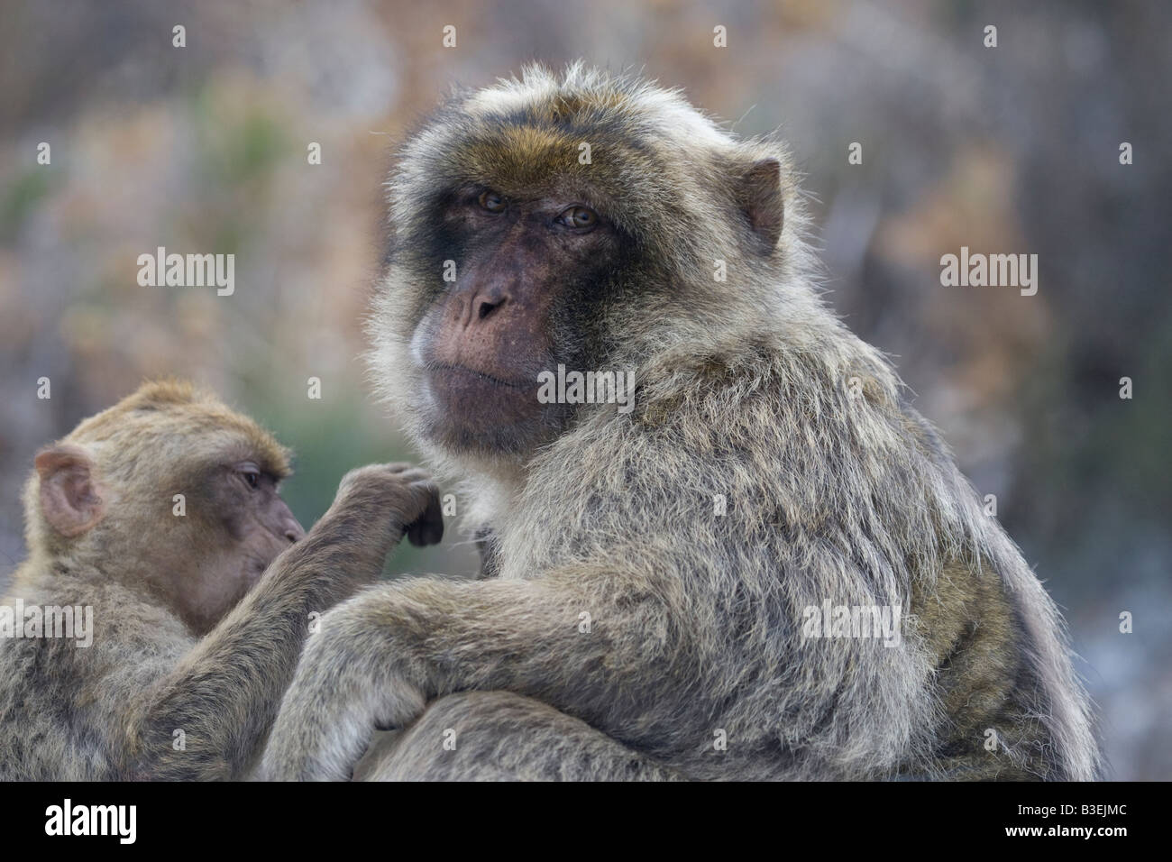 Barbary Apes, Gibraltar Stock Photo - Alamy