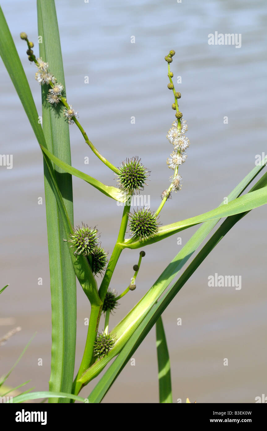 Branches bur reed sparganium erectum hi-res stock photography and ...