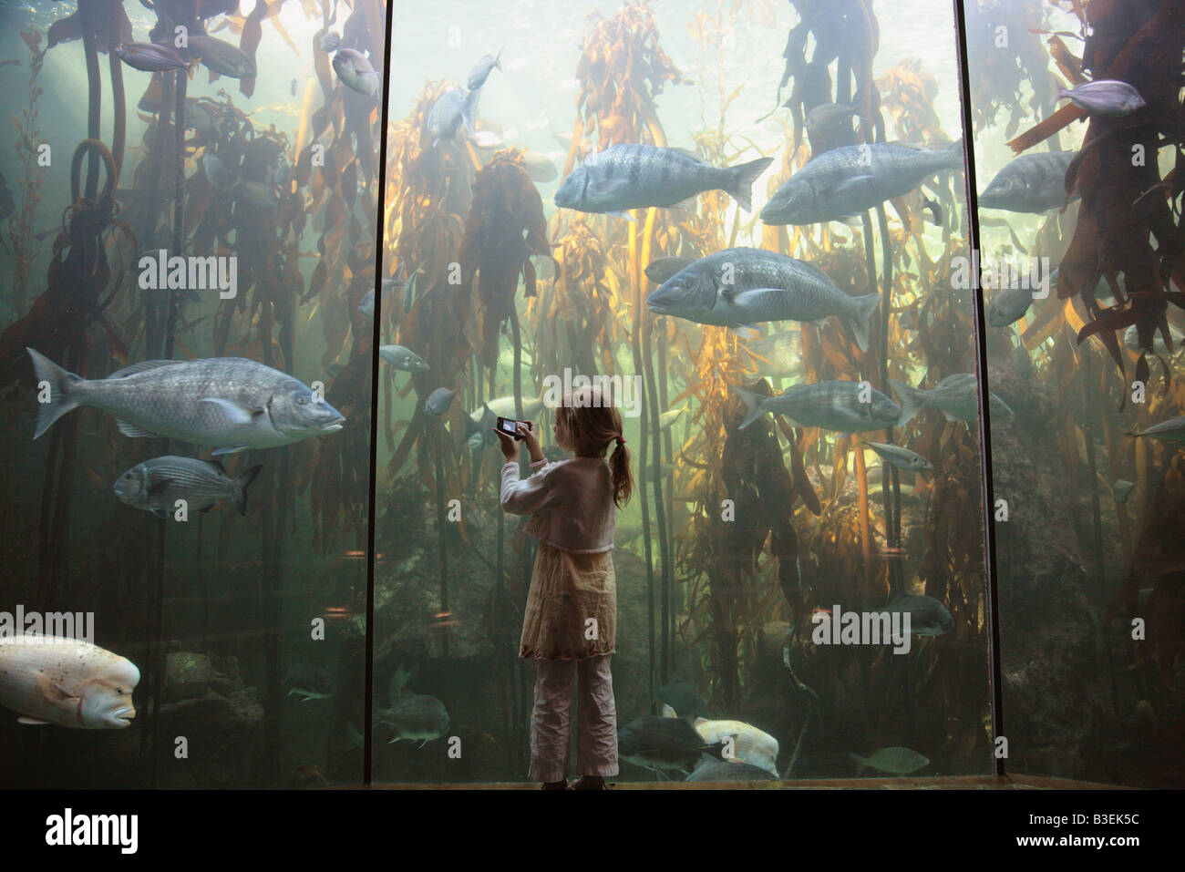 Young girl taking a picture with Nokia phone of big fish in an aquarium ...
