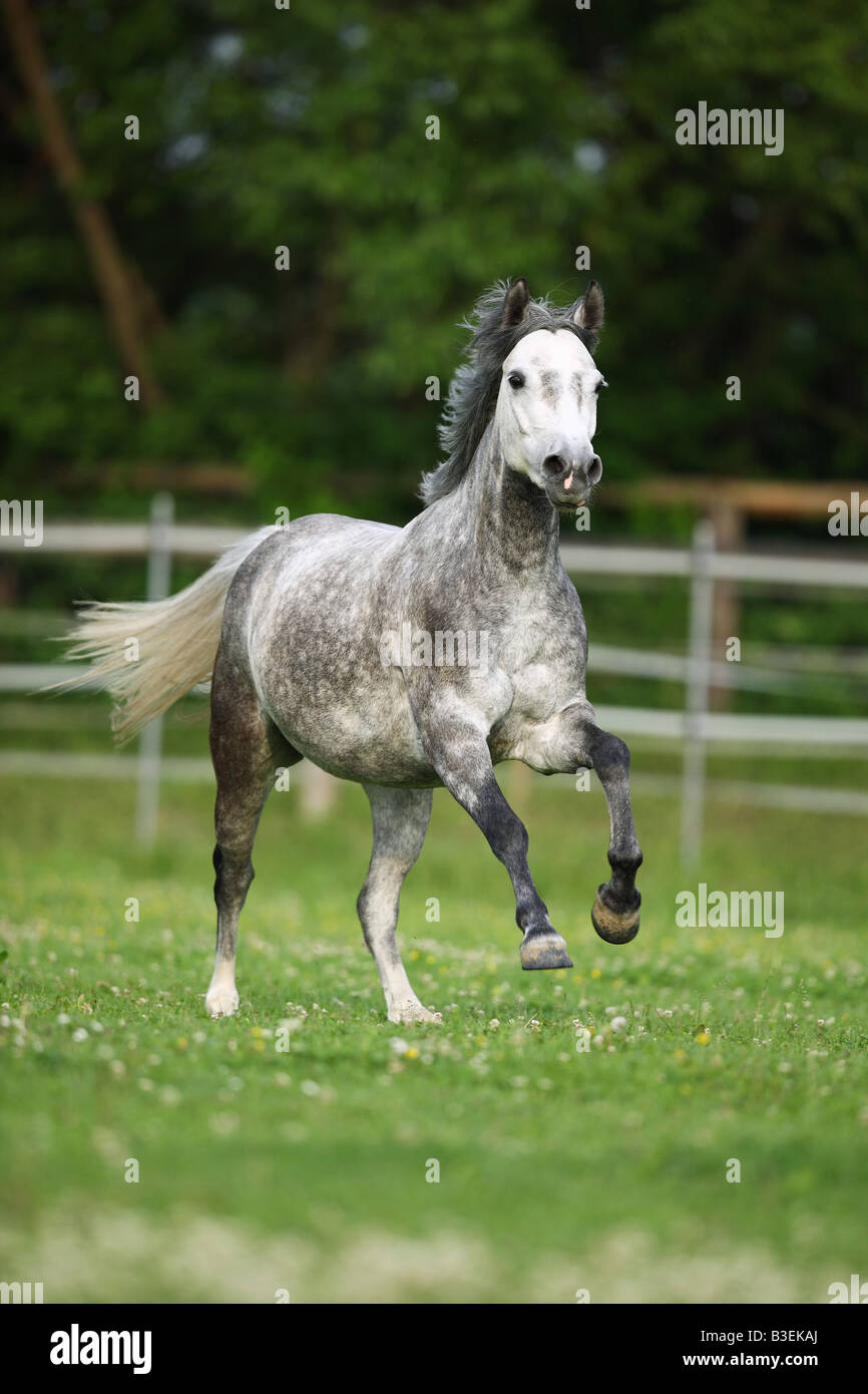 welsh pony - galloping on meadow Stock Photo - Alamy