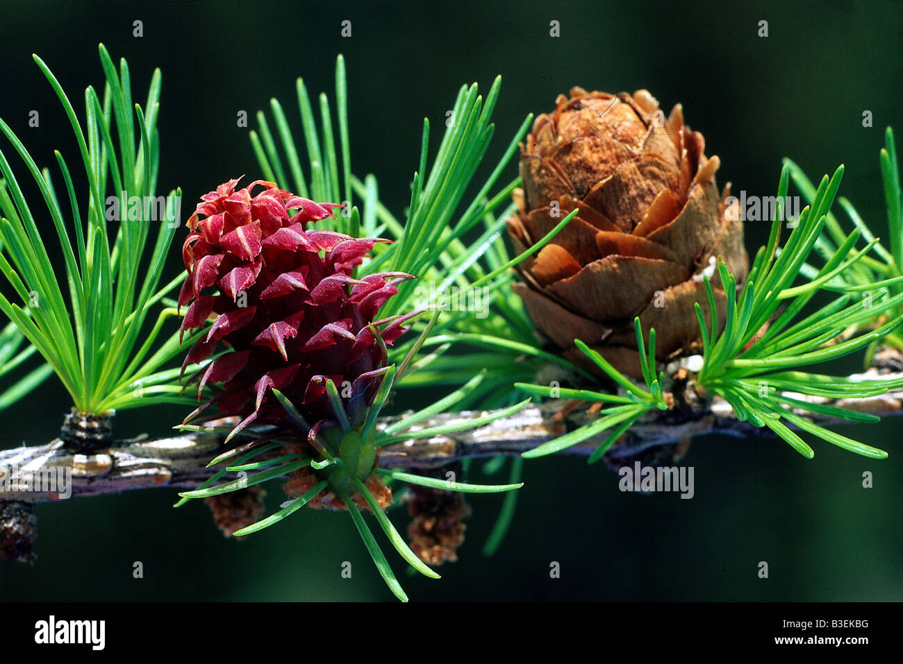 botany, Larch, (Larix), European Larch, cones and blossoms, at branch ...