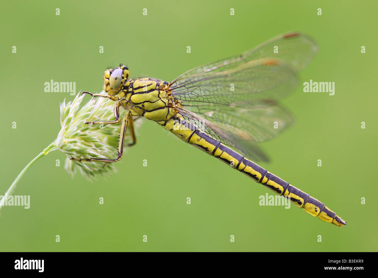 Club tailed dragonflies hi-res stock photography and images - Alamy