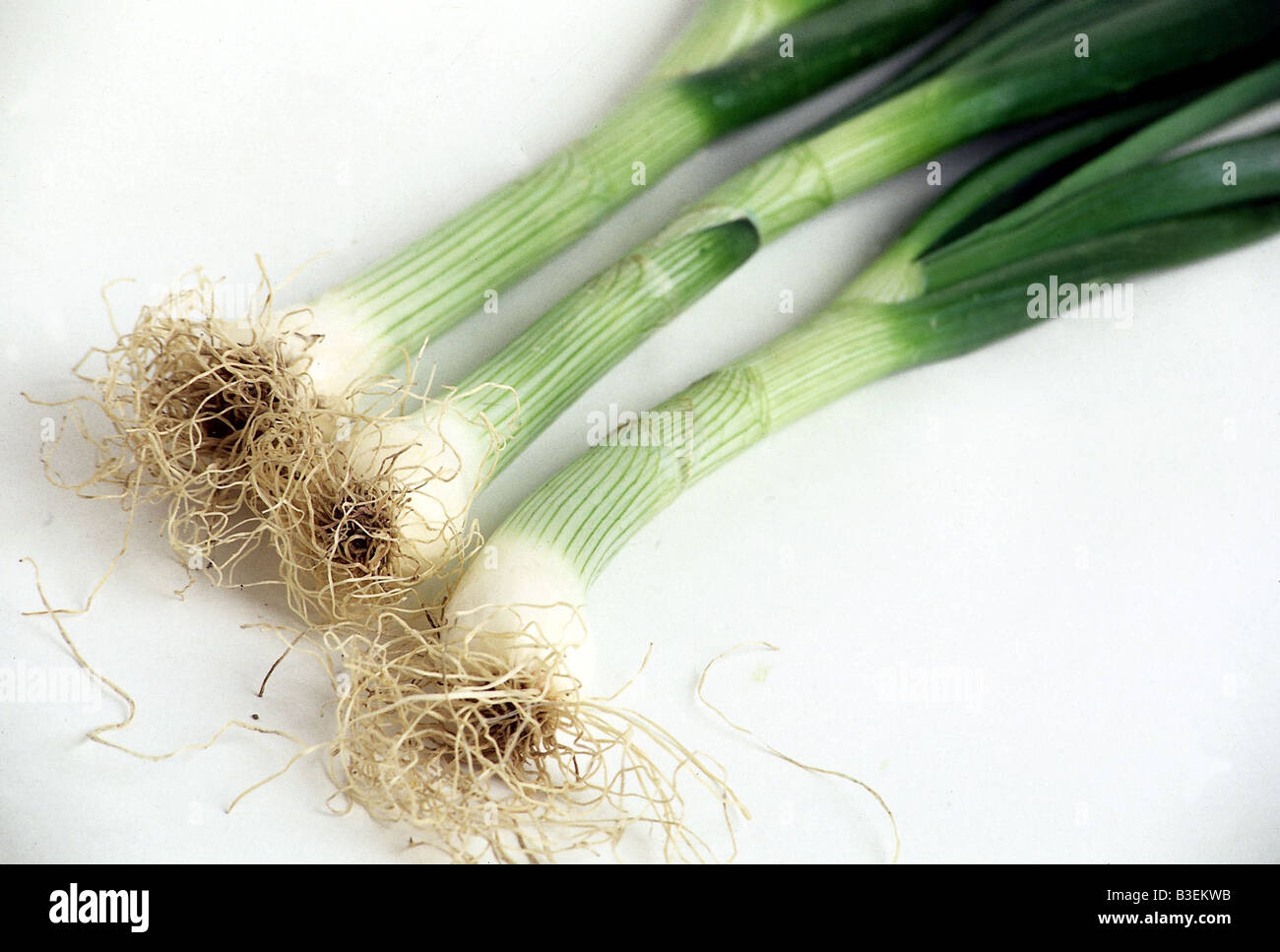 botany, leek, (Allium), Welsh onion, (Allium fistulosum), tubers and ...