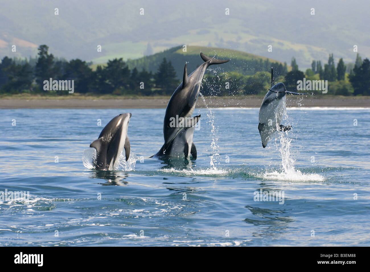 Hector's Dolphins - jumping / Cephalorhynchus hectori Stock Photo - Alamy