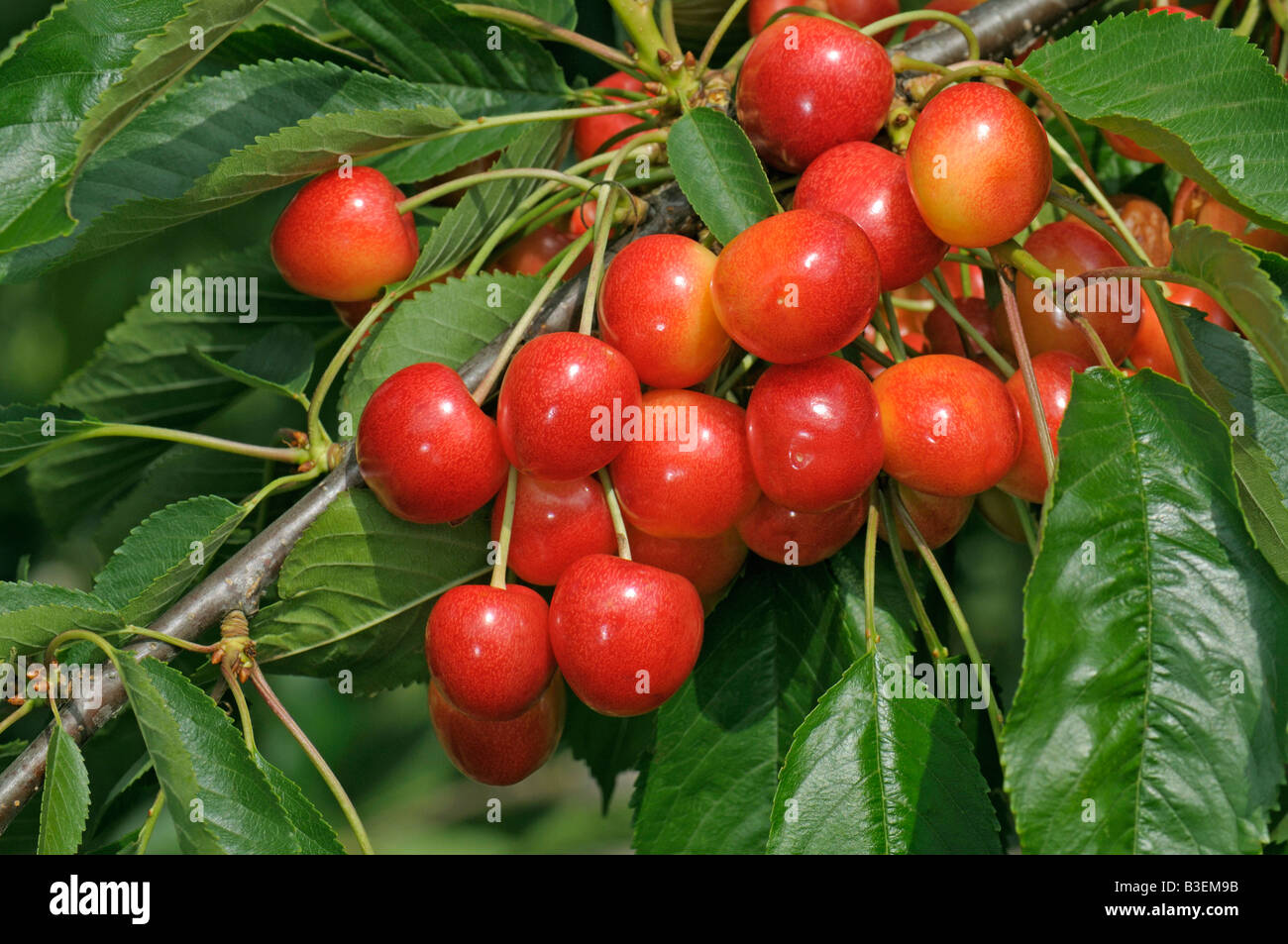 Cherries of the tree hi-res stock photography and images - Alamy