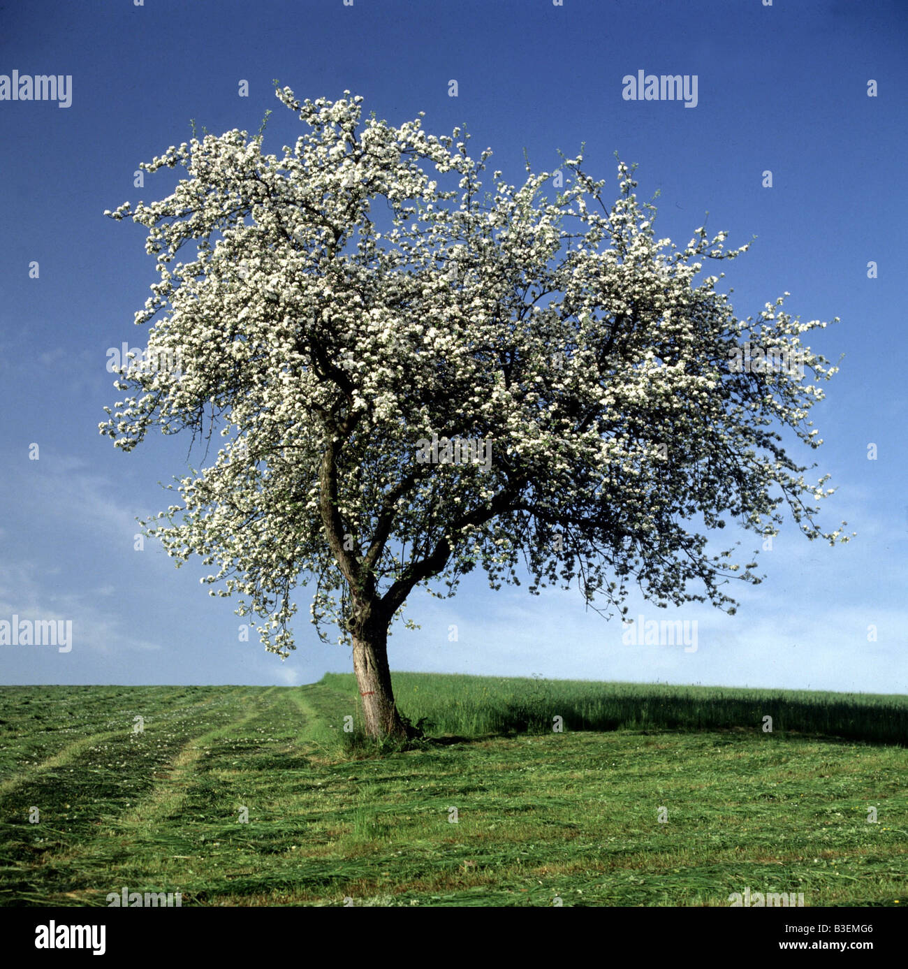 Botany paradise apple malus communis hi-res stock photography and ...