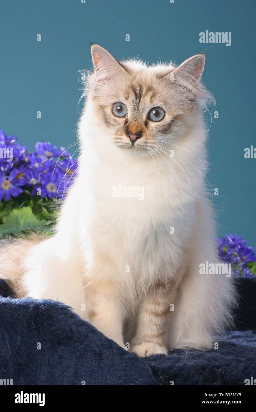 sacred cat of burma - sitting Stock Photo - Alamy