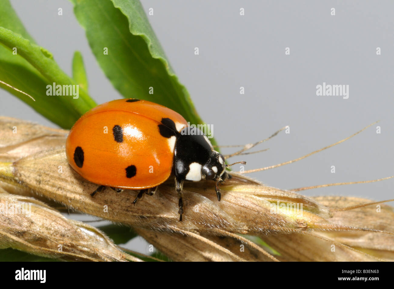 Ladybird hi-res stock photography and images - Alamy