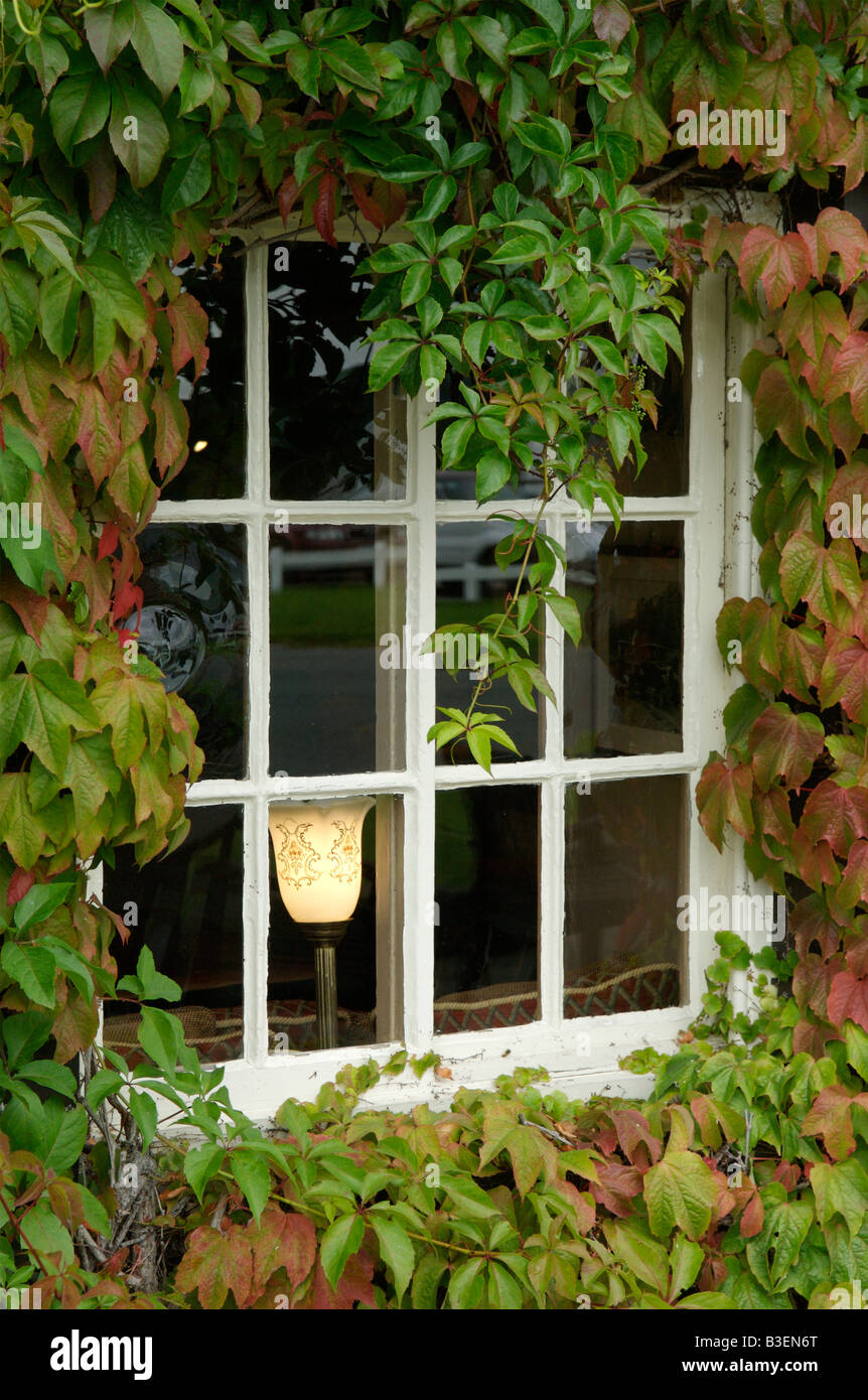 An ivy clad house and window Stock Photo - Alamy