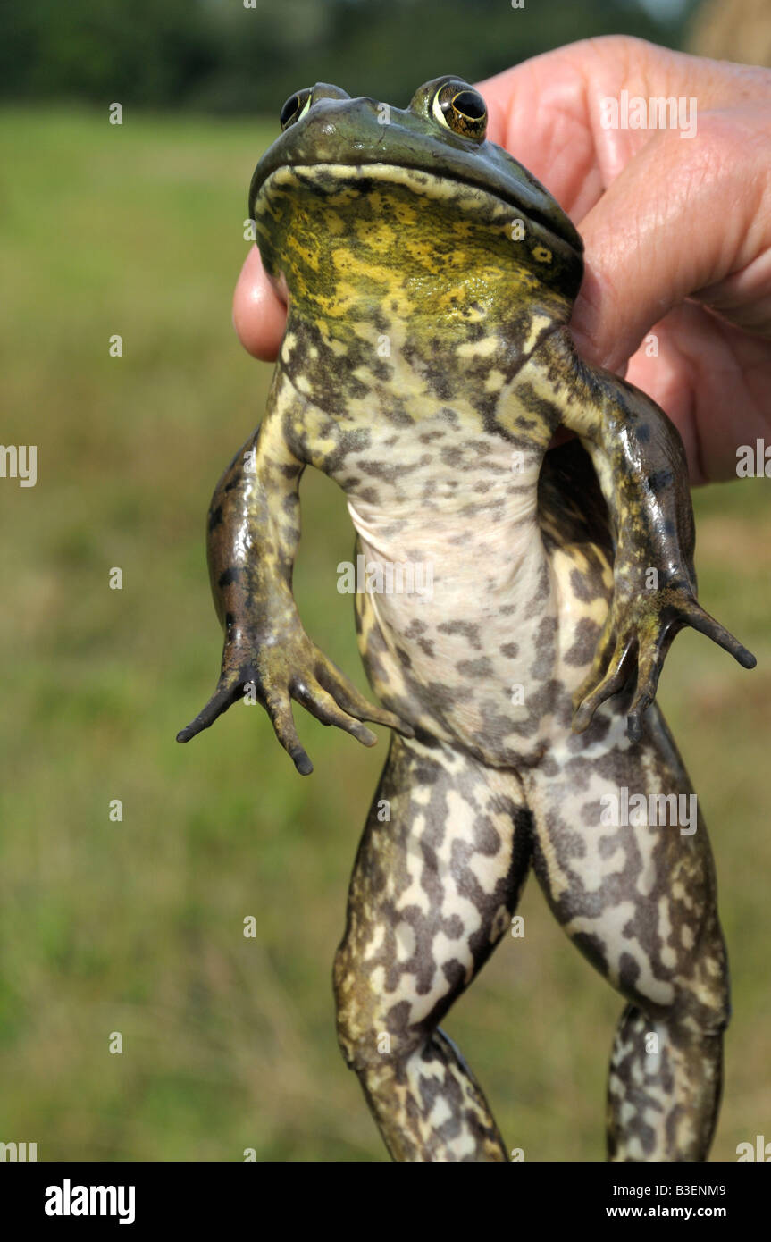American Bullfrog (Rana catesbeiana), underside of male showing typical ...