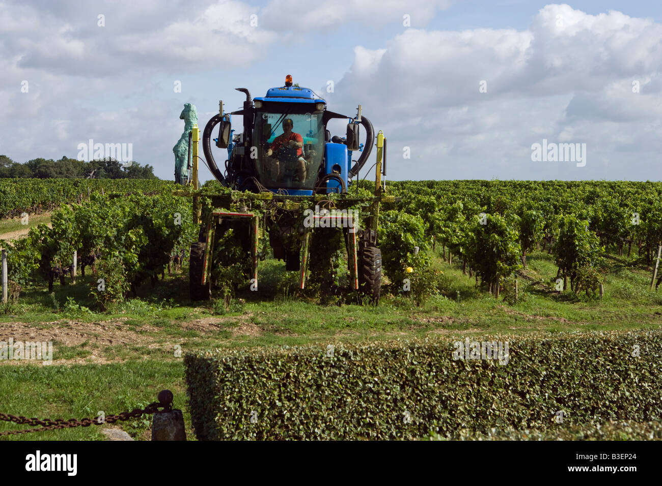 wine vine vineyard French agriculture France Stock Photo - Alamy