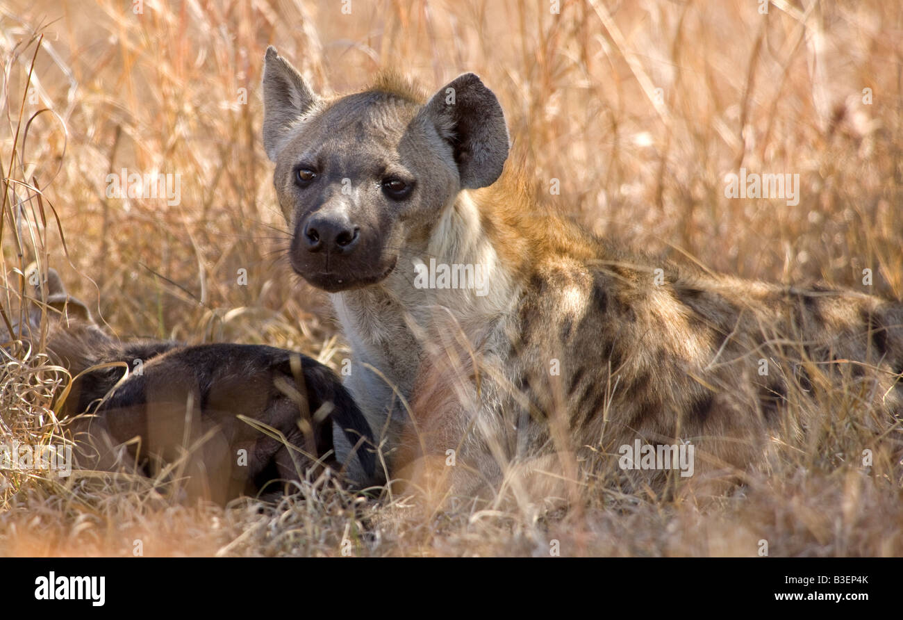 Spotted Hyena Female