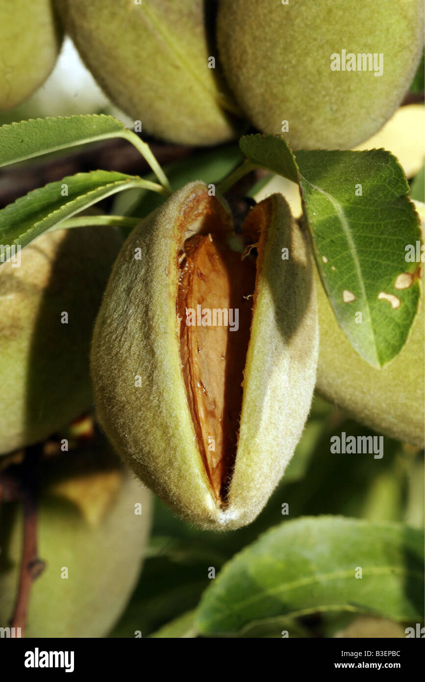 botany, Prunus, "Almond" (Prunus dulcis), fruit in pod, Neusiedler See ...