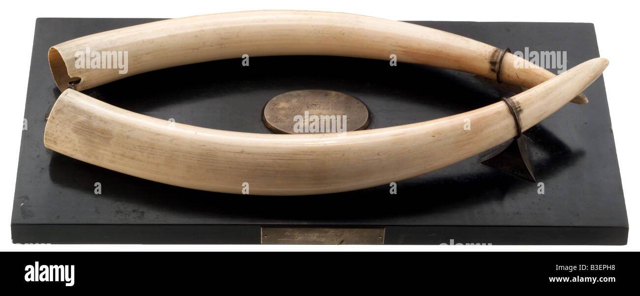 zoology / animals, Elefants, African Bush Elephant (Loxodonta africana ...