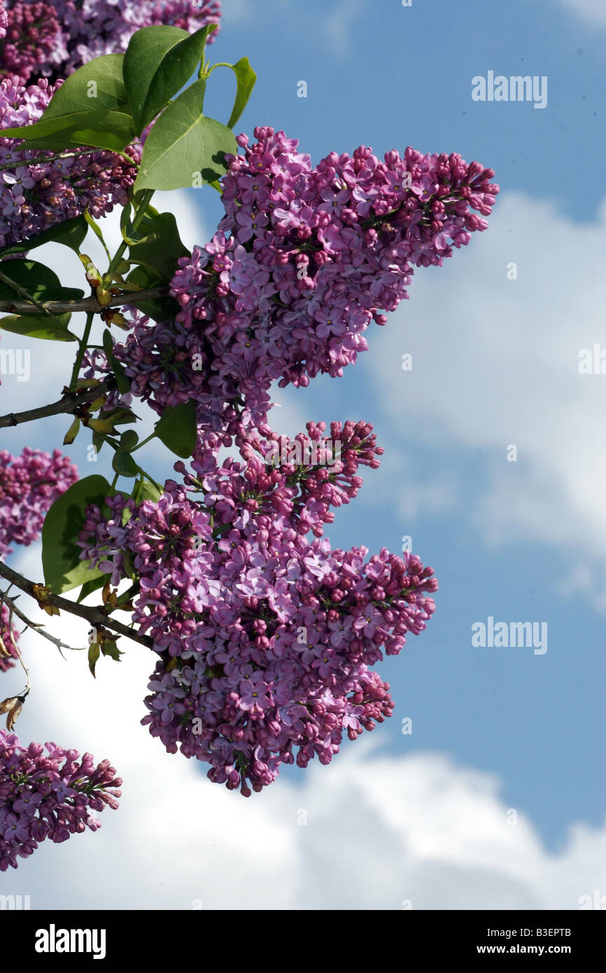 botany, Lilac, (Syringa), Common Lilac, (Syringa vulgaris), blossom ...
