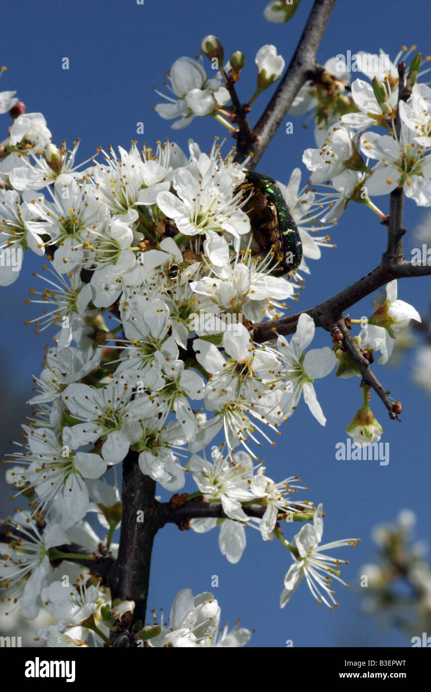 botany, Hawthorn, (Crataegus), Common Hawthorn, (Crataegus monogyna ...