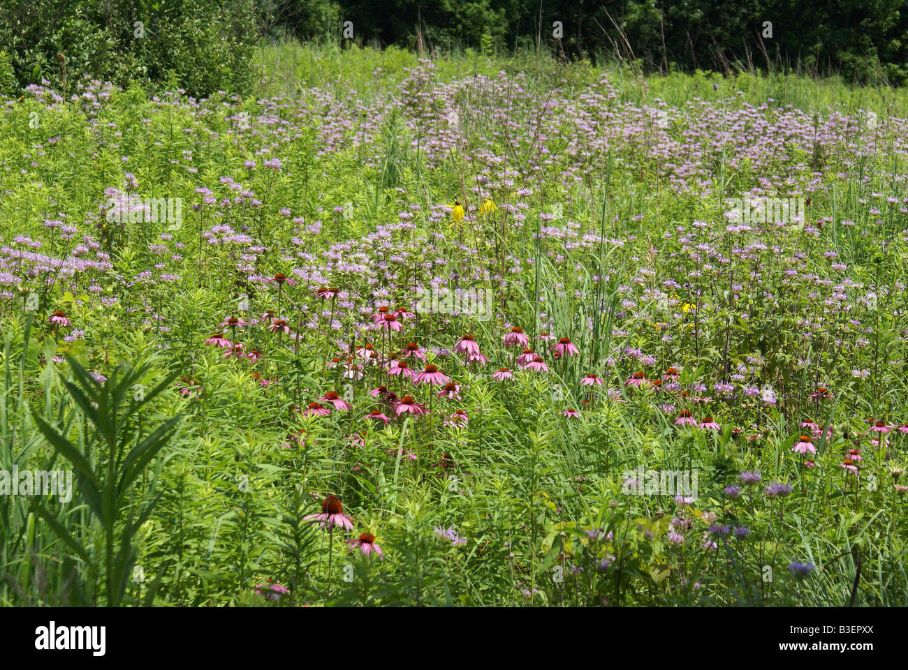 Ecosystem ecosystem biotic outdoors daytime daylight hi-res stock ...