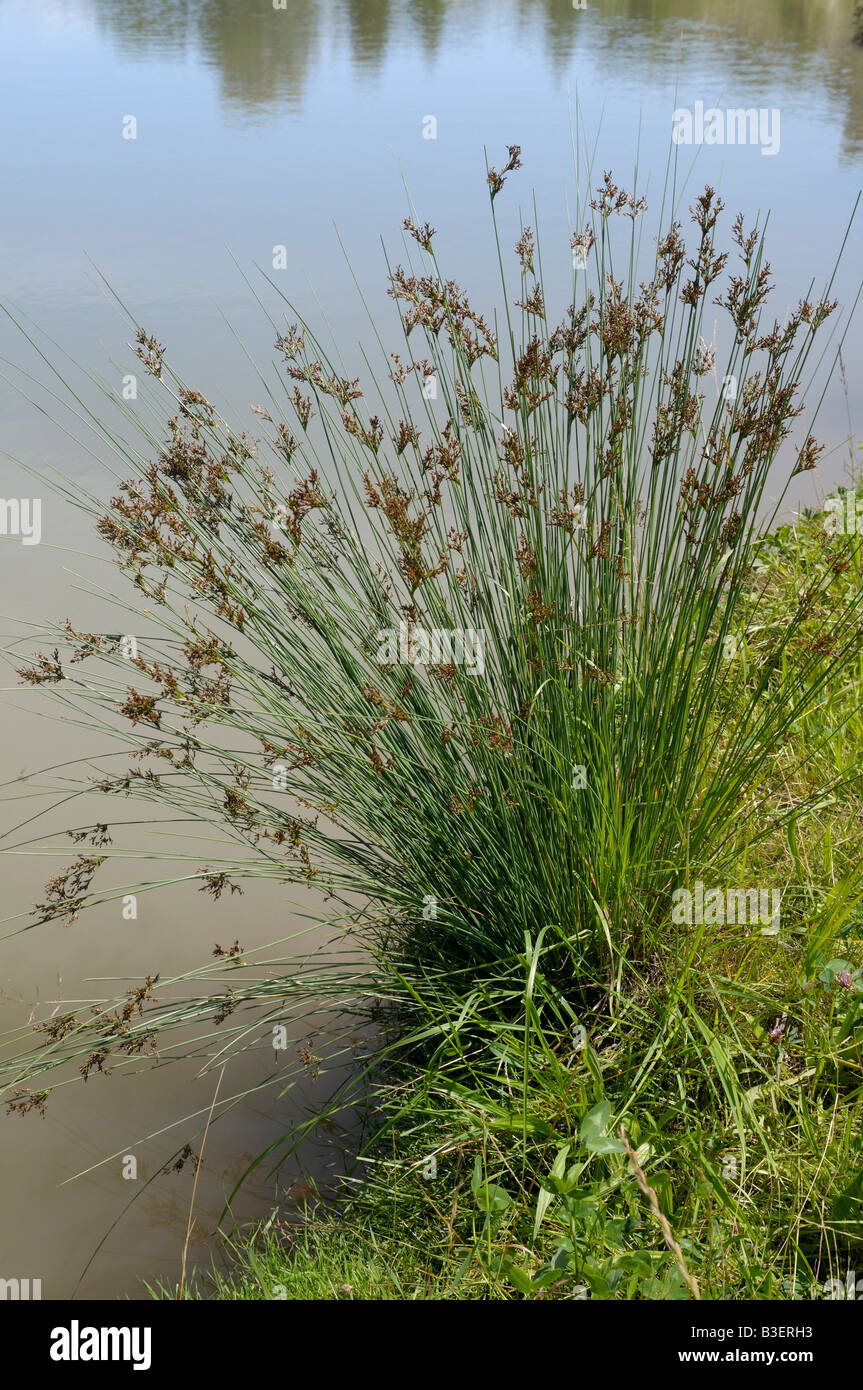 Soft Rush (Juncus effusus) growing at the waters edge Stock Photo - Alamy