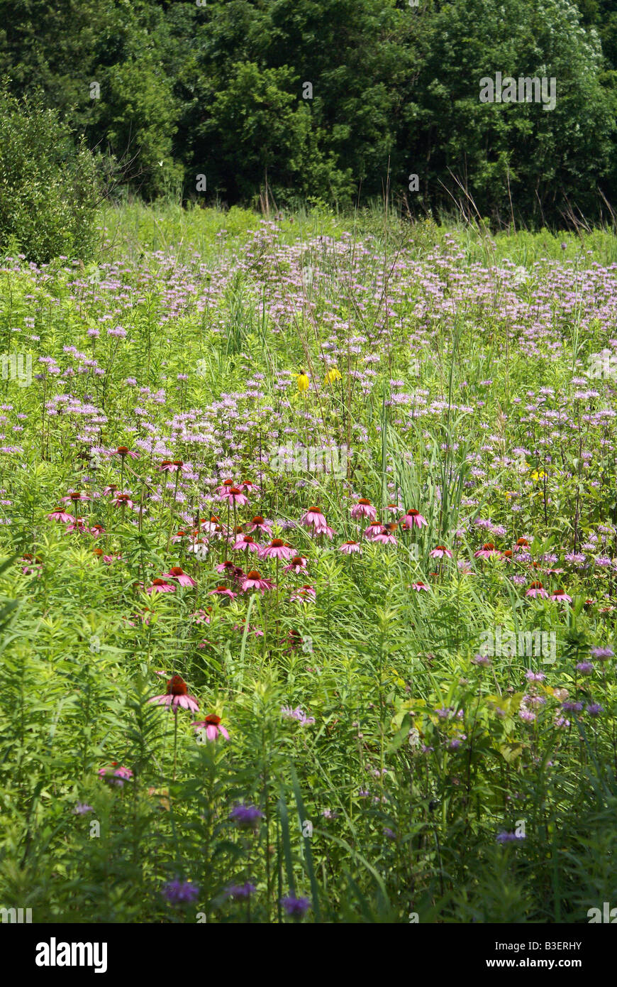 Field of Wildflower Stock Photo - Alamy