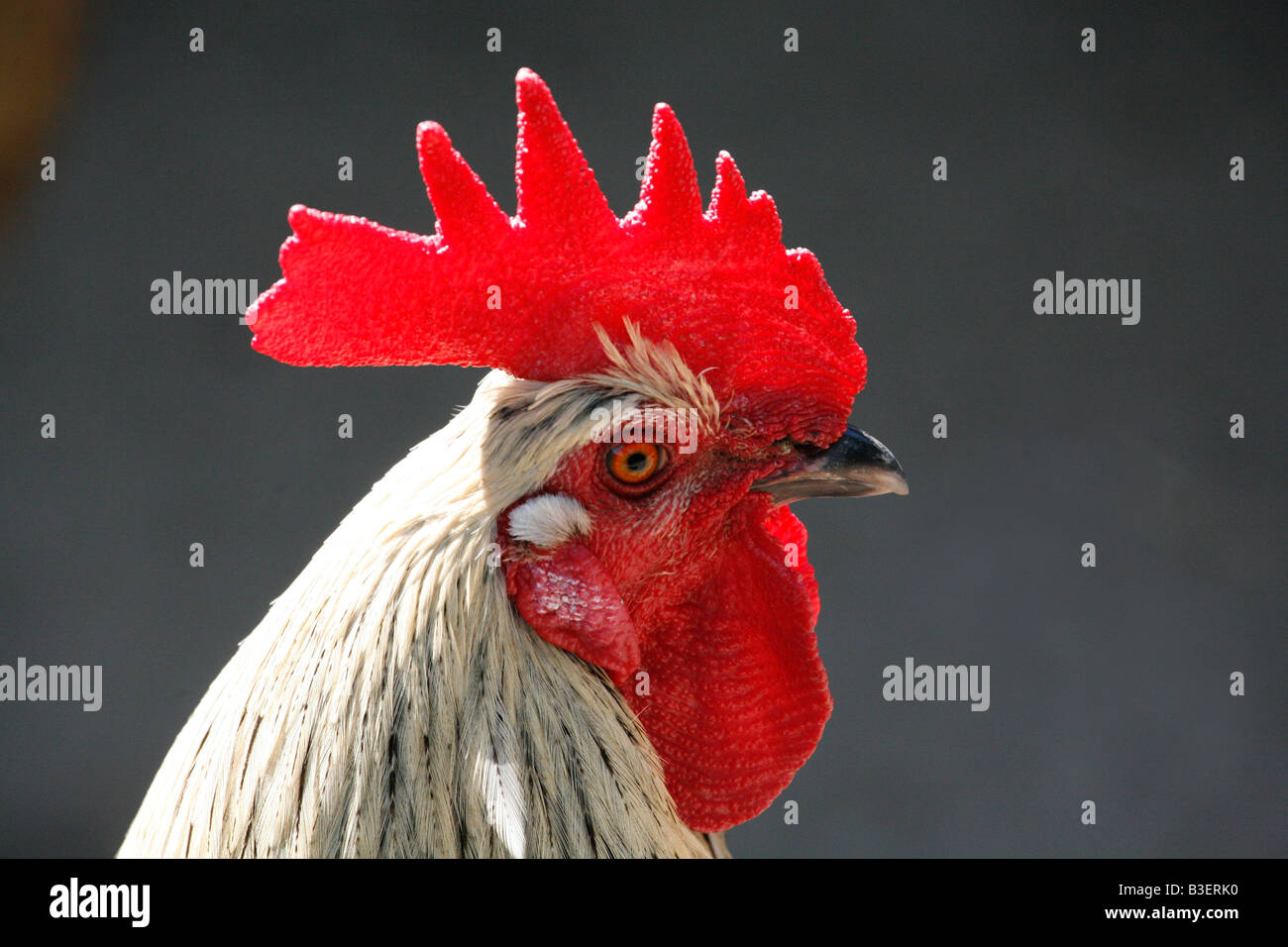 Profile of a rooster hi-res stock photography and images - Alamy