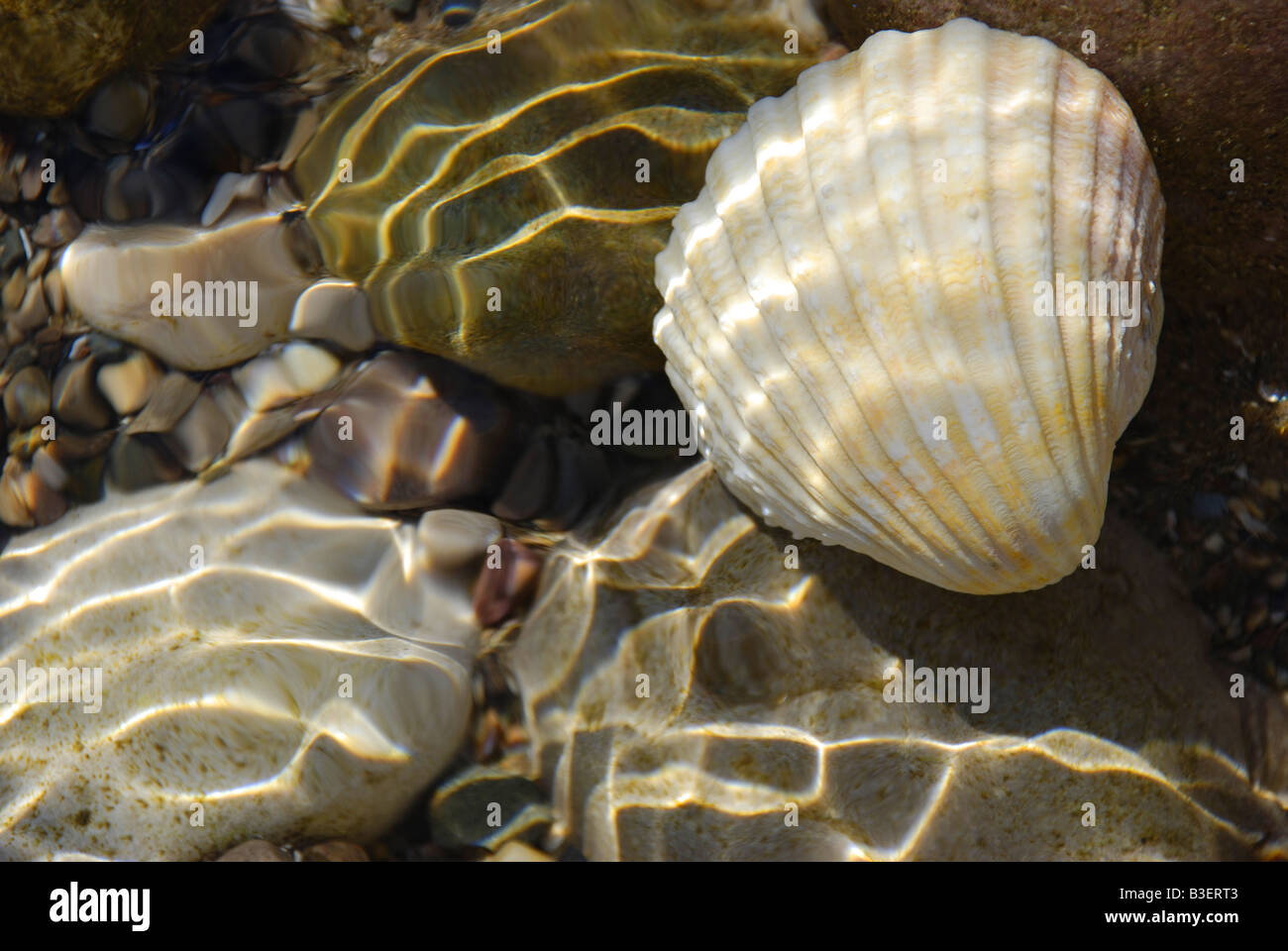 Rock cockle hi-res stock photography and images - Alamy