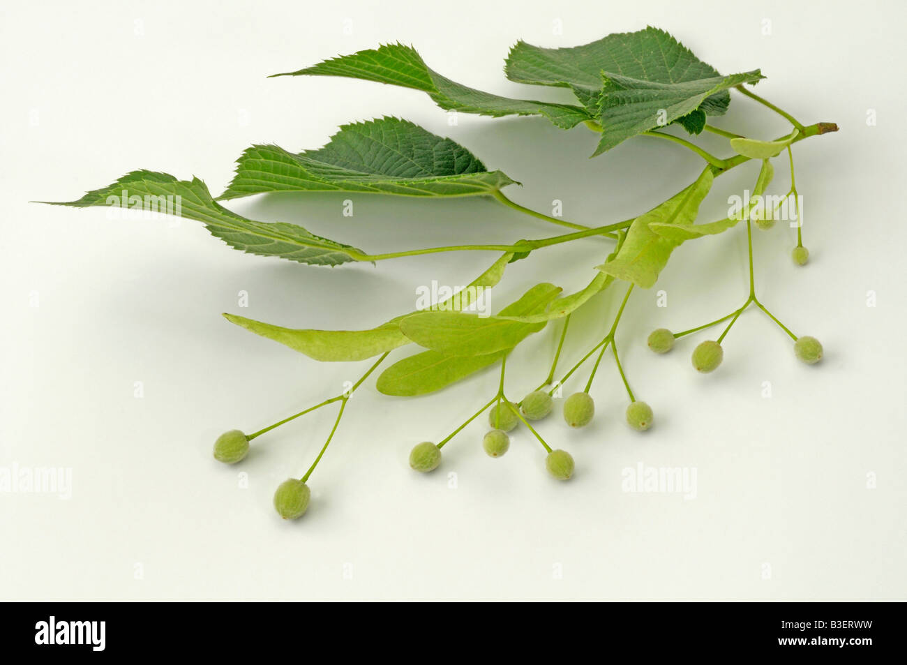 Large-leaved Lime (Tilia platyphyllos), twig with leaves and fruit ...