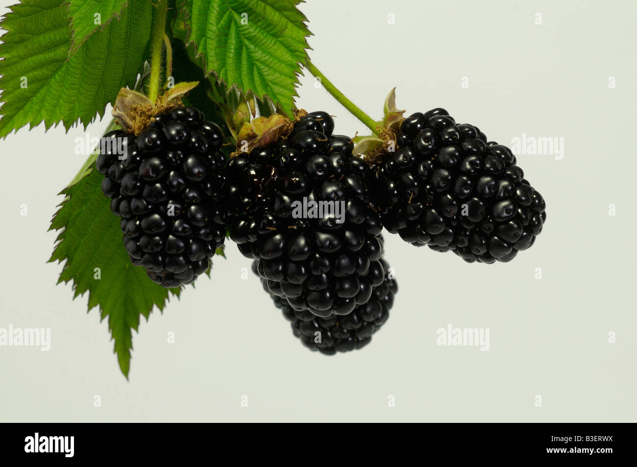 Blackberry bramble rubus fruticosus twig hi-res stock photography and ...