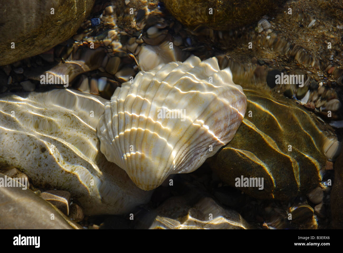 Rock cockle hi-res stock photography and images - Alamy