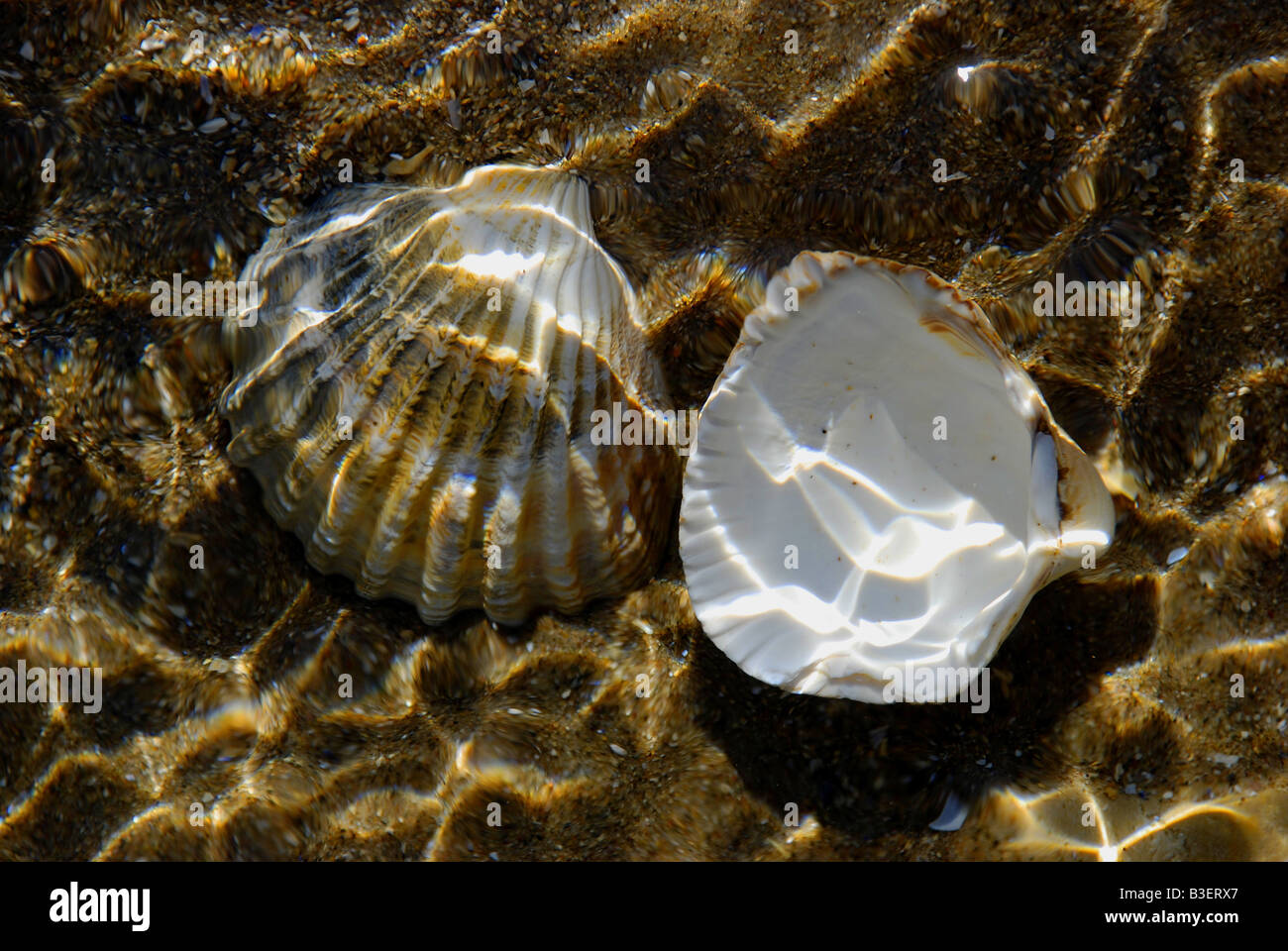 Cockle shells hi-res stock photography and images - Alamy