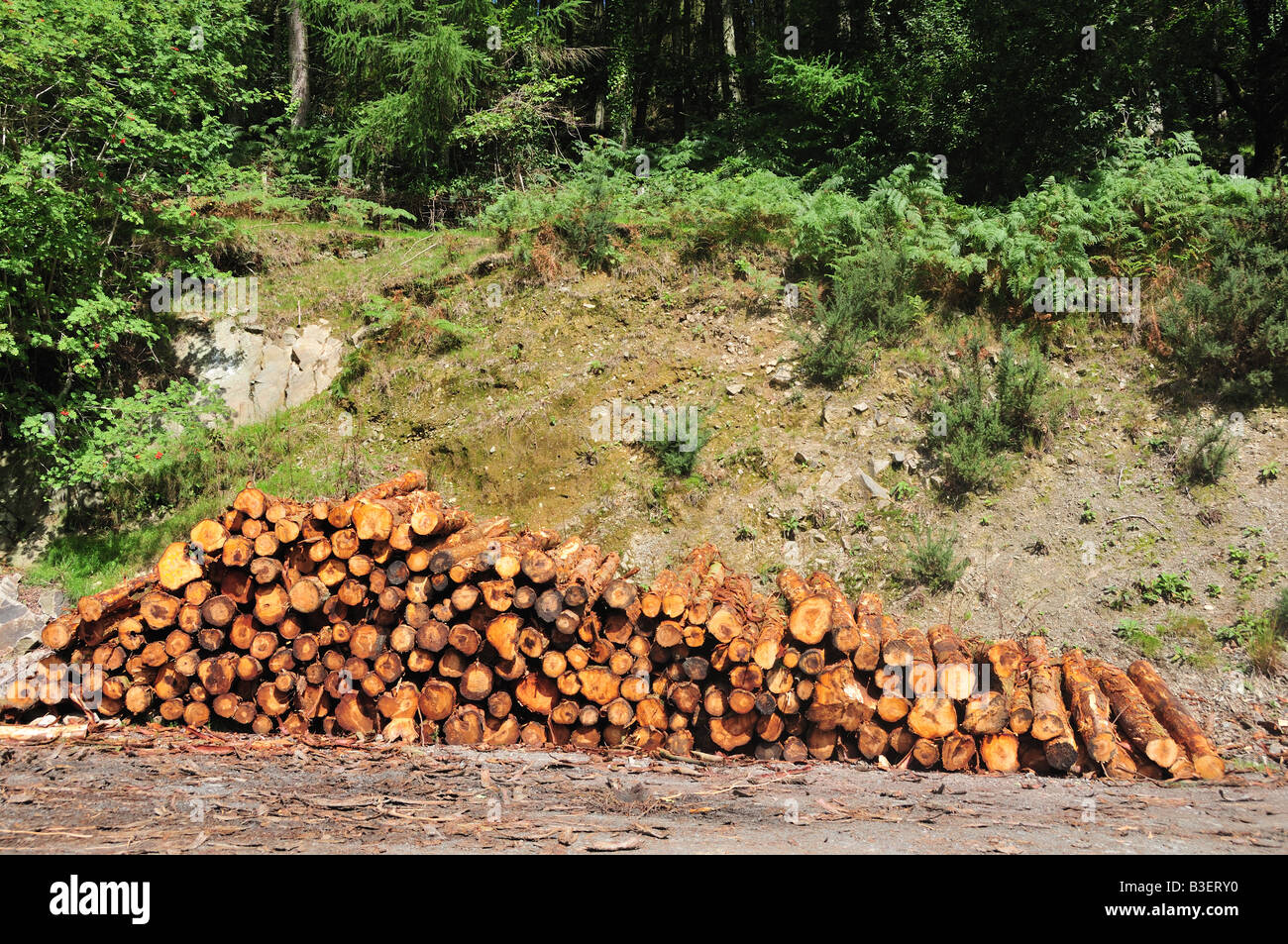 Timber ready for transportation on a forestry road Talley Wales Stock ...