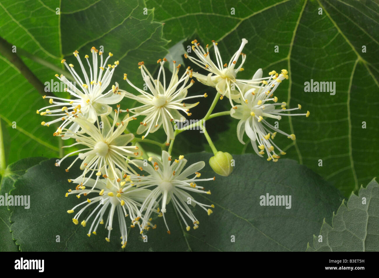 Tilia cordata hi-res stock photography and images - Alamy